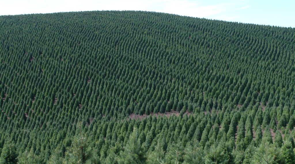 Why is Earth Day Network aiming to plant 7.8 Billion trees by 2020 ...