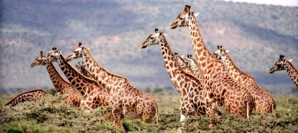 Kenya fights to save shrinking giraffe populations - Earth Day