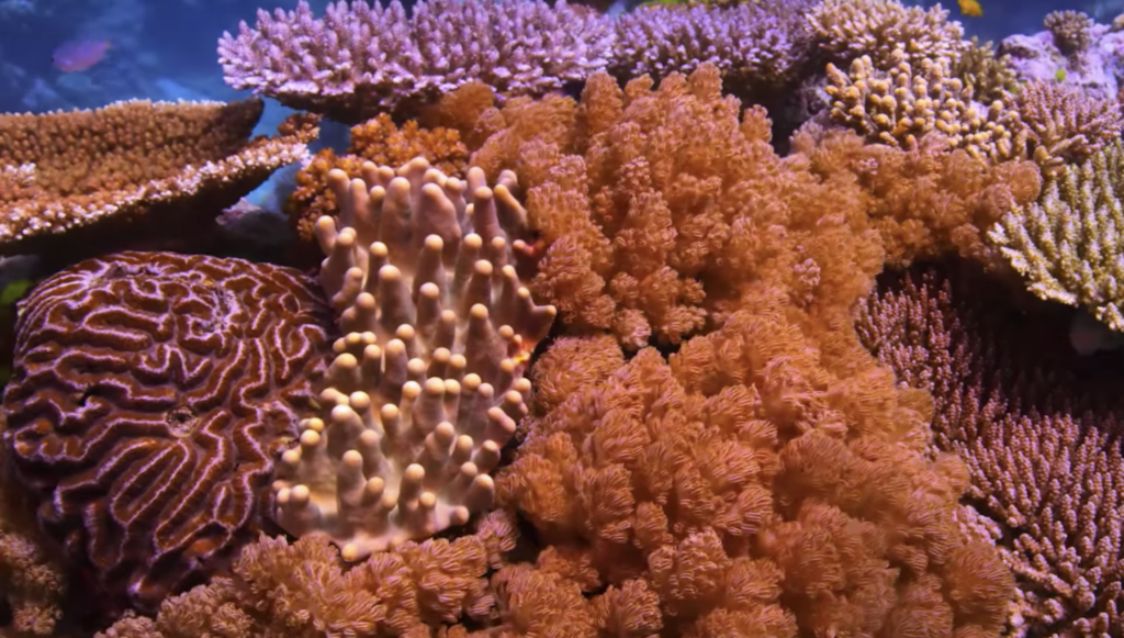 "Chasing Coral" Documentary Contest - Earth Day