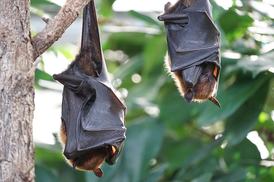 Why American bats are declining - Earth Day