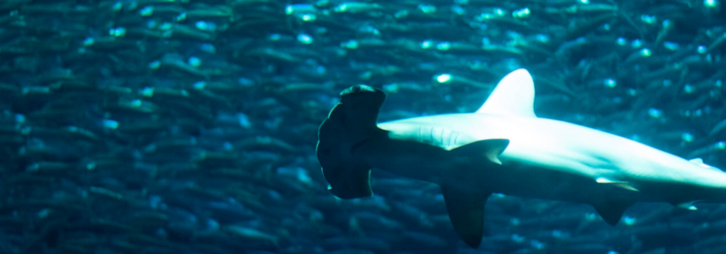 Great Hammerhead - Earth Day