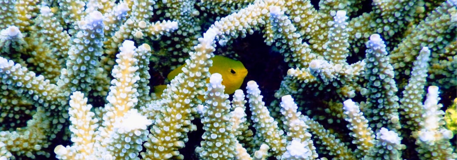 Coral Reefs - Earth Day