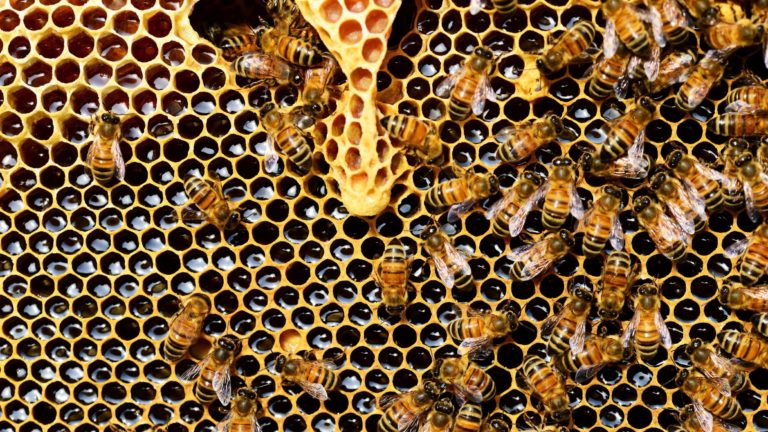 Bee Conservation Toolkit | Earth Day