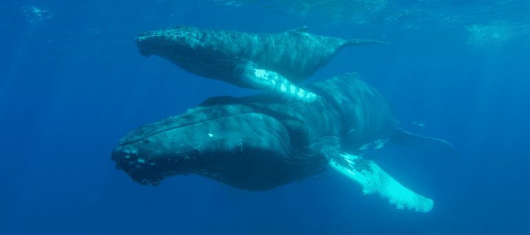 Whale Conservation Quiz | Earth Day