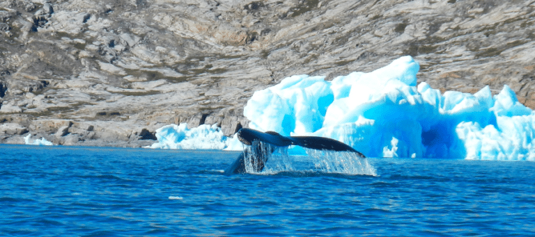 Whale Conservation Quiz | Earth Day