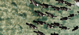 Deforestation and Biodiversity Quiz - Earth Day