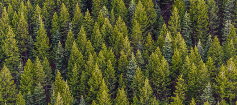 Deforestation and Biodiversity Quiz | Earth Day