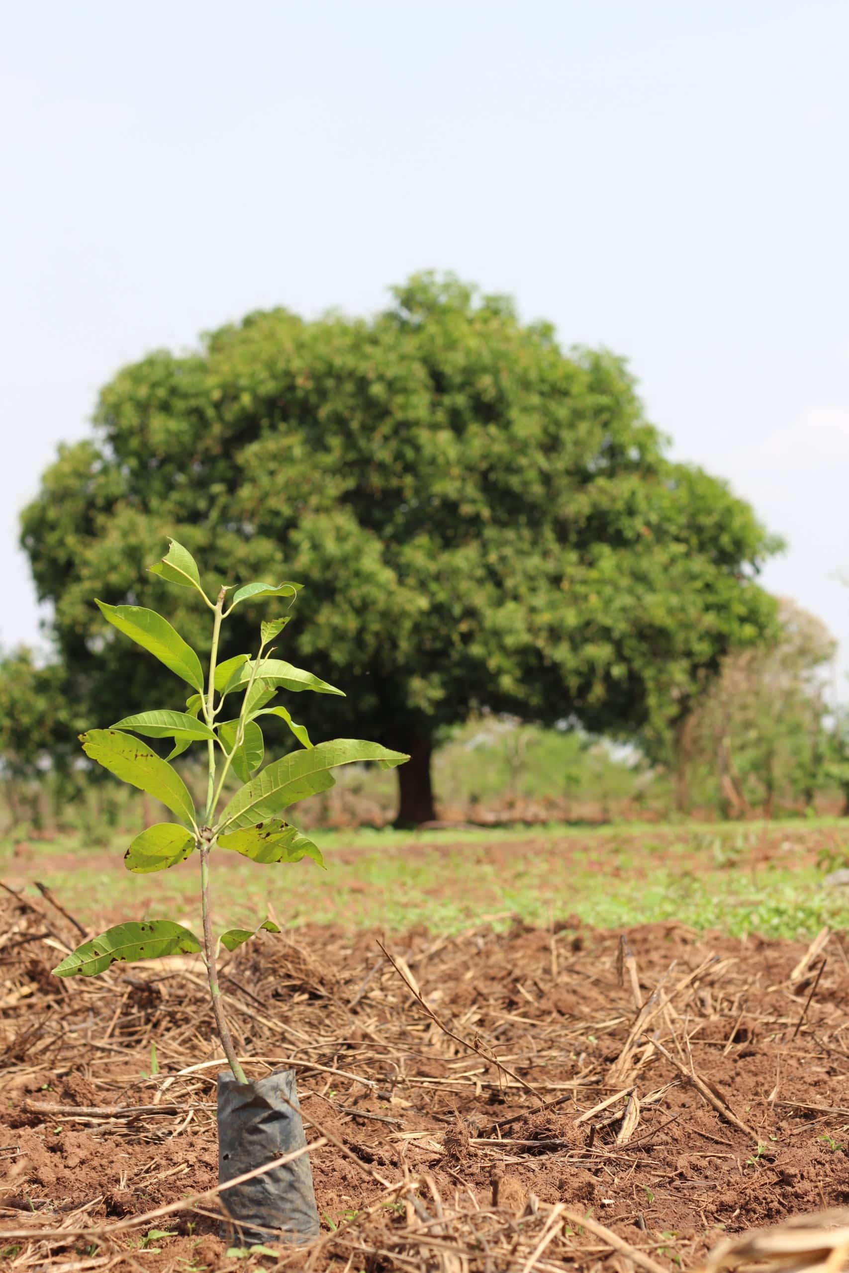 The Canopy Project Mount Elgon | Earth Day