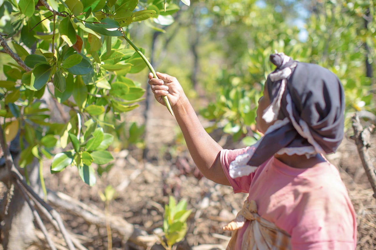 The Canopy Project Madagascar | Earth Day