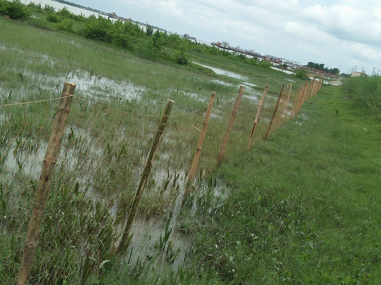 The Canopy Project Bangladesh | Earth Day
