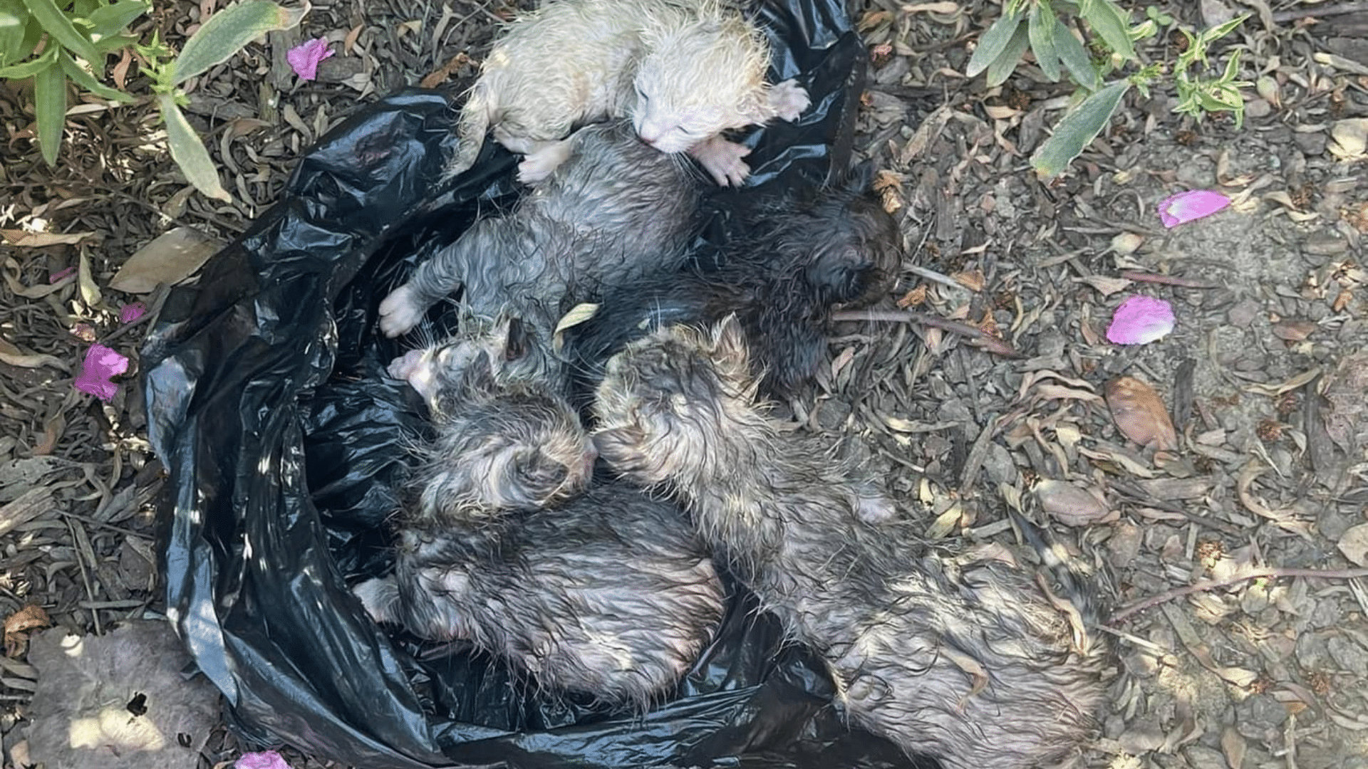 5 Animals Saved from Plastic | Earth Day