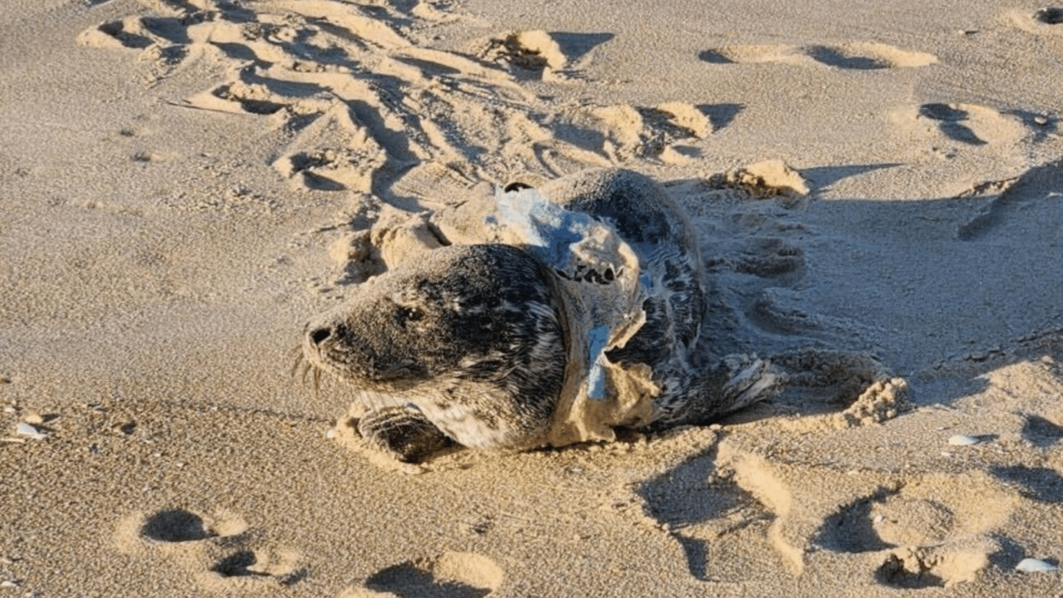 5 Animals Saved from Plastic | Earth Day
