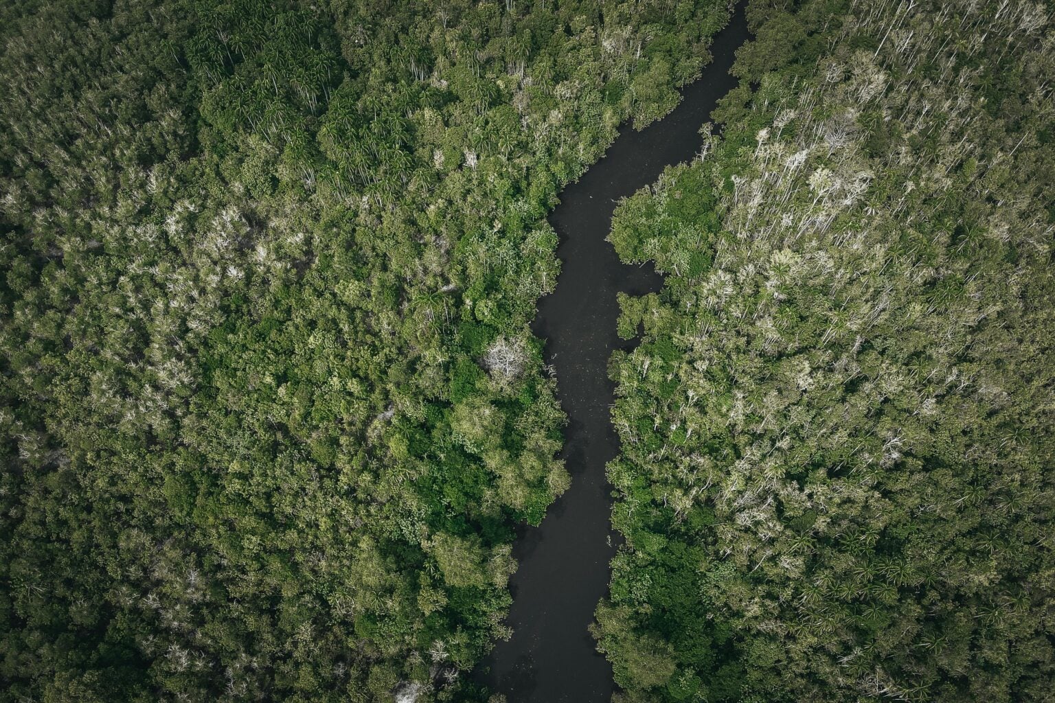 Earth Day: The Official Site | EARTHDAY.ORG