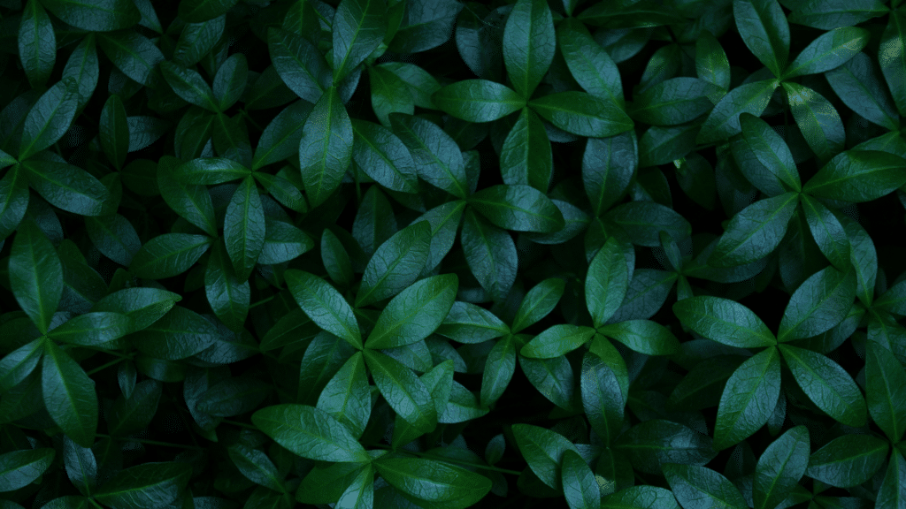 Color Me Green - Earth Day