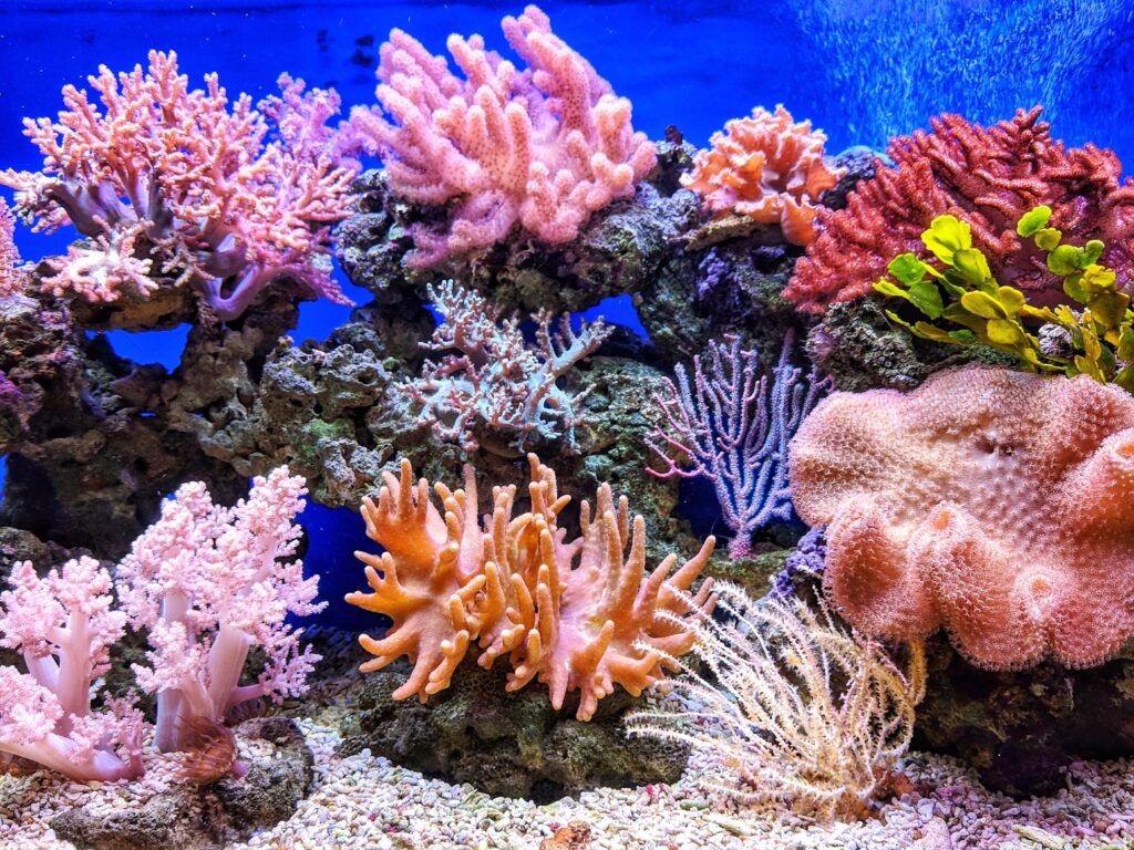 Coral Reef Quiz | Earth Day