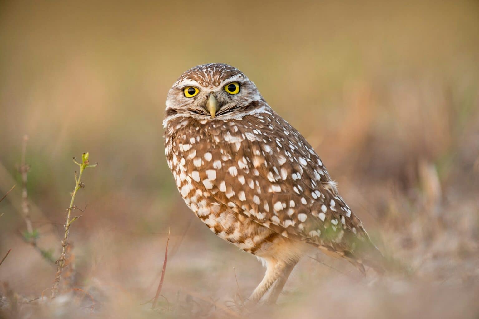 5 Crazy Documentaries that Will Help You Advocate for Endangered ...