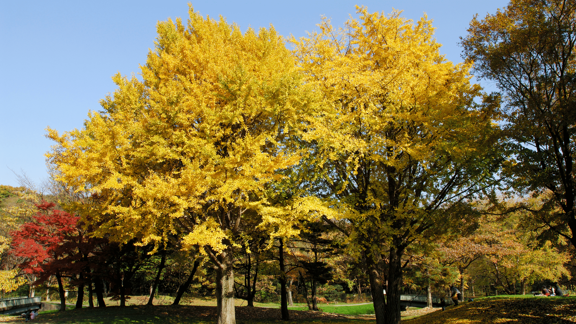 Meet Nature’s Super Star Trees | Earth Day