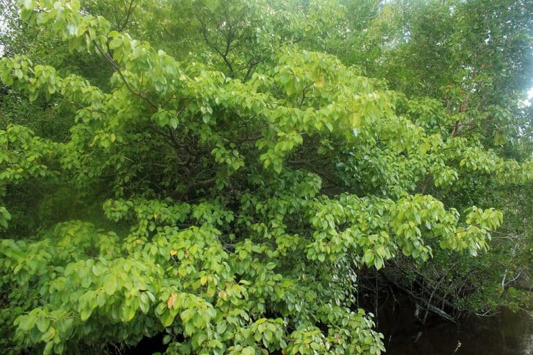 Meet Nature’s Super Star Trees | Earth Day