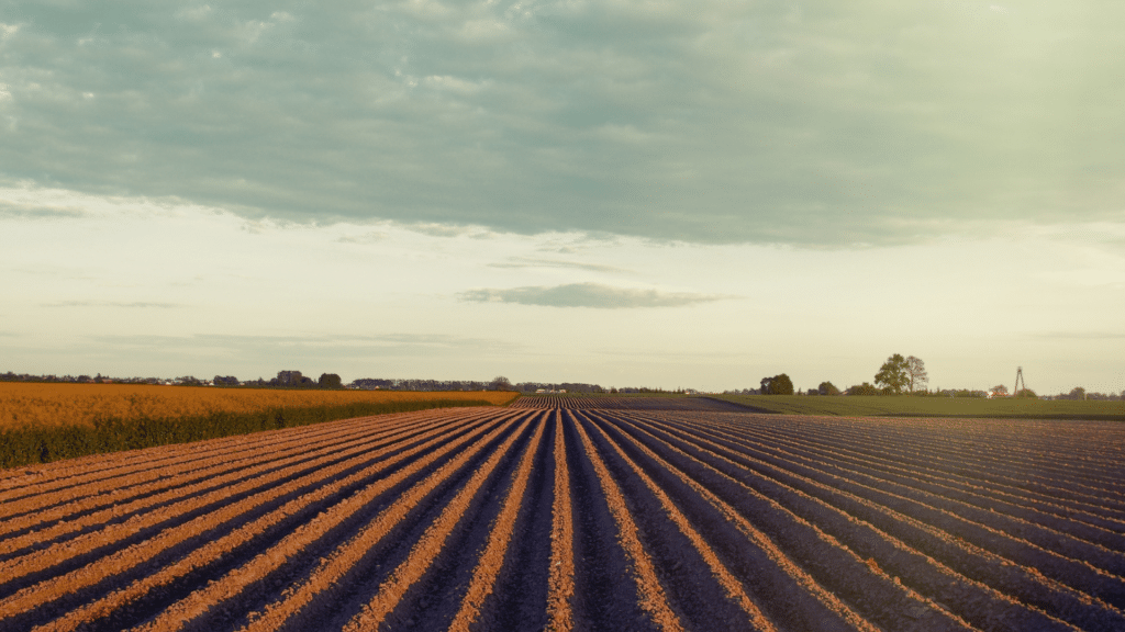 One Crop to Rule Them All? The Hidden Dangers of Monoculture Farming ...